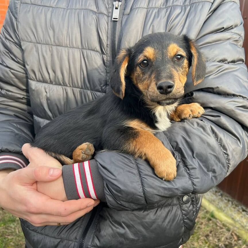 Собака в добрые руки щенок