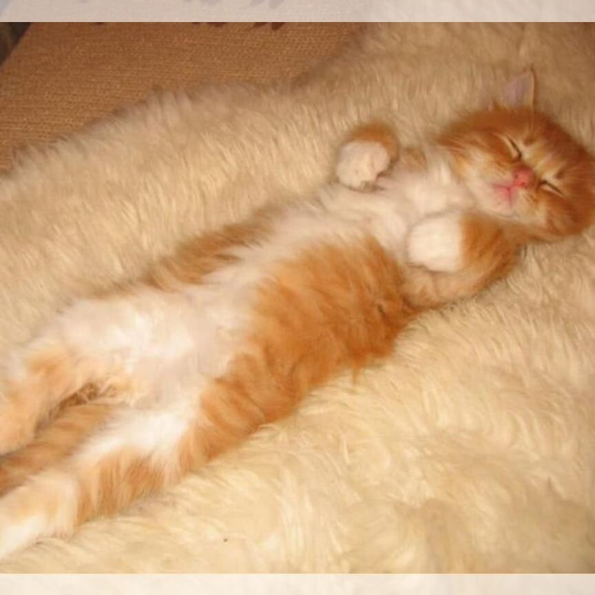 Рыжики сибирские