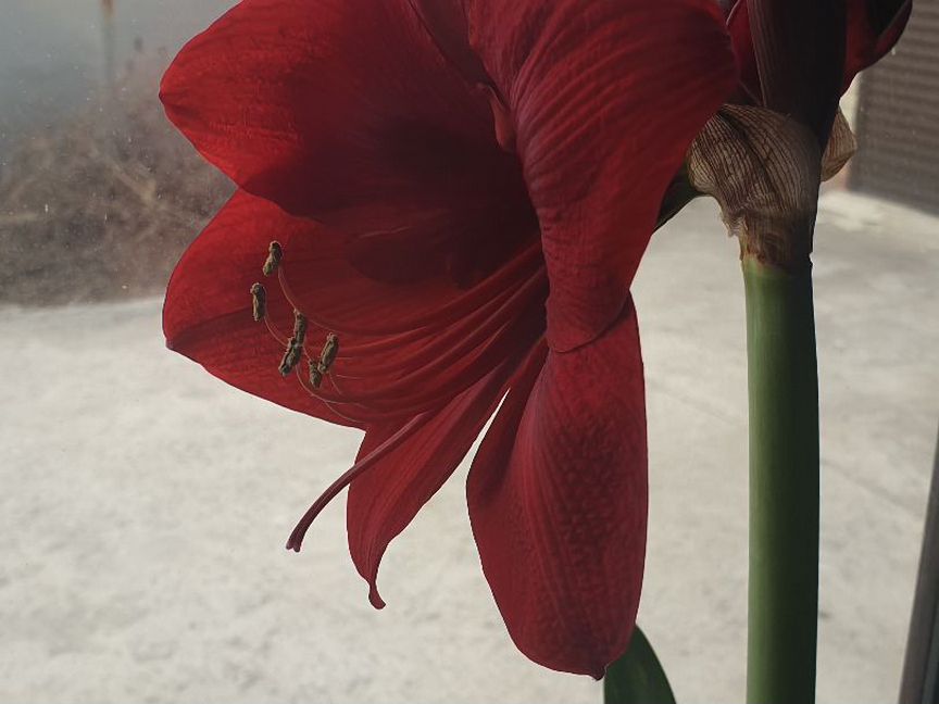 Саванна кошка