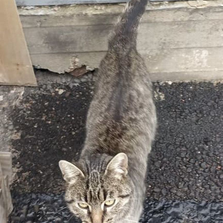 Кошечка в хорошие руки