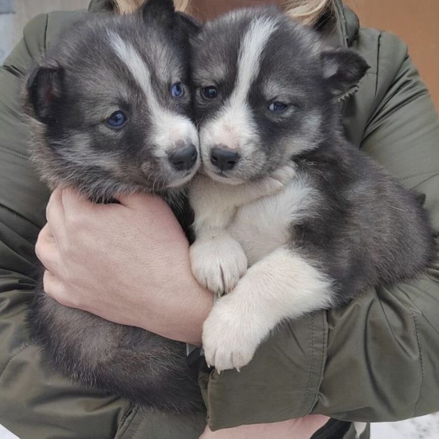 Сибирский хаски, щенок