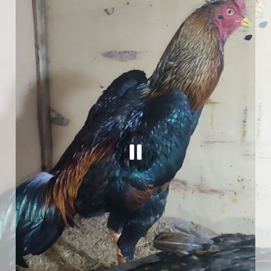 Бойцовые петушок