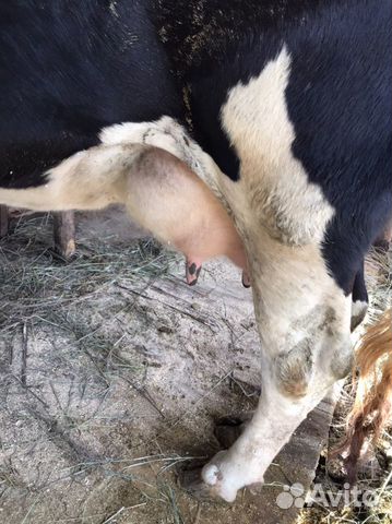 Корова дойная