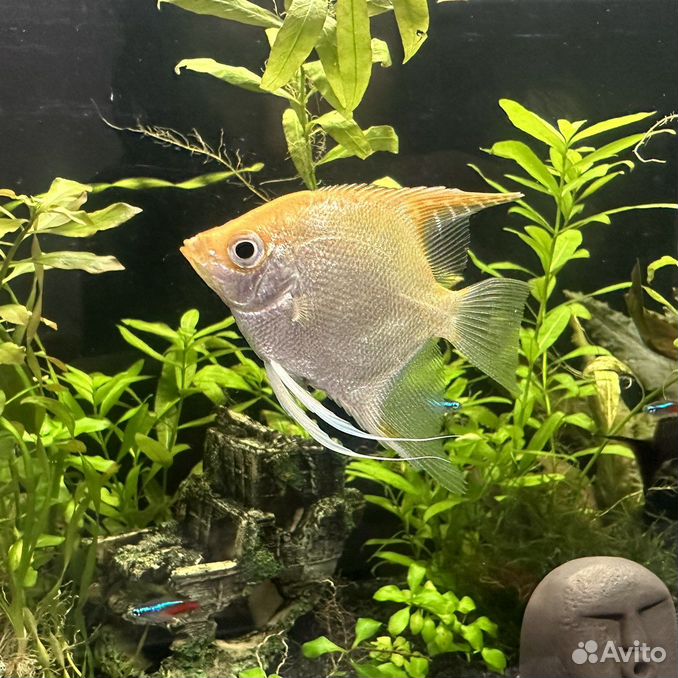 3 скалярии и 1 тернеция отдам