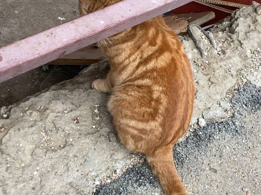 Кот рыжий