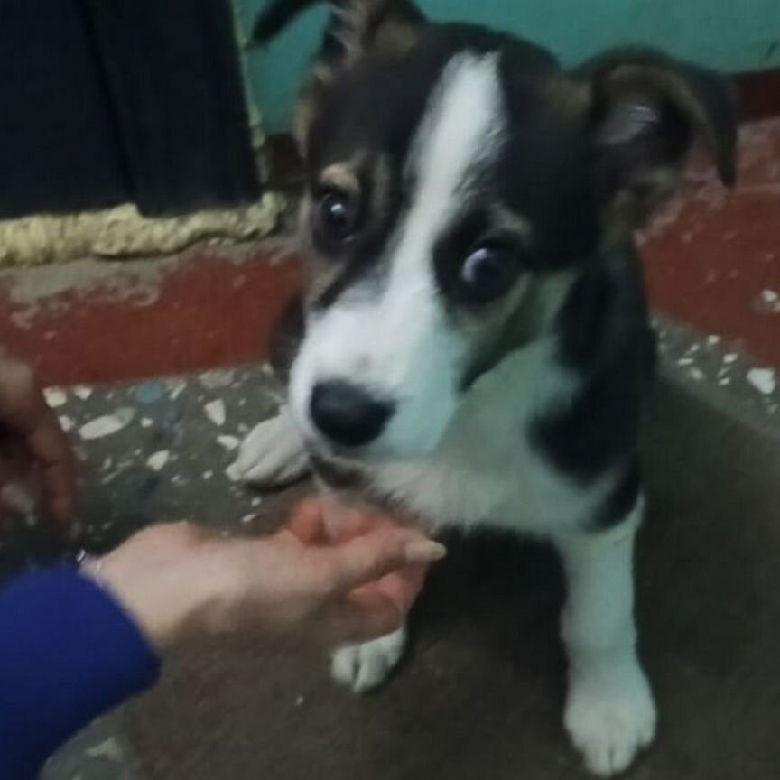 Щенок в добрые руки