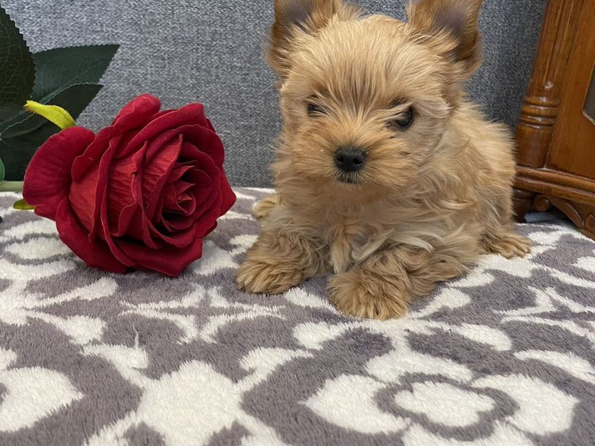 Голддаст йорк