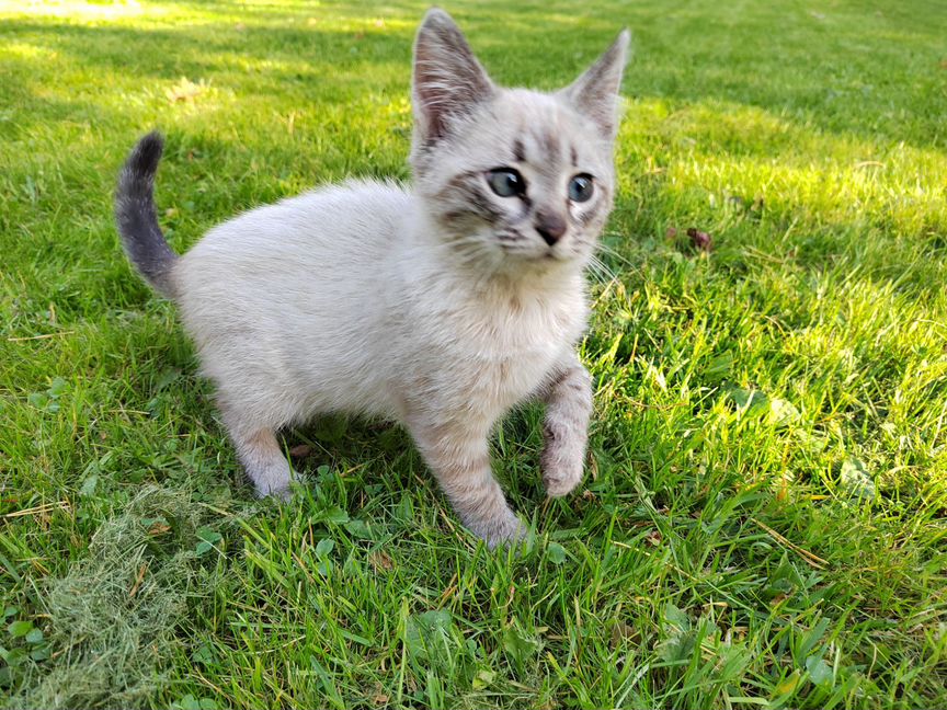 Красатульки полукровки