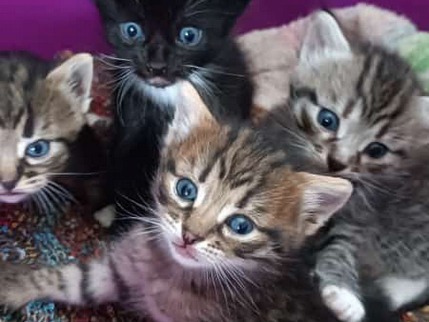 Котята в добрые руки