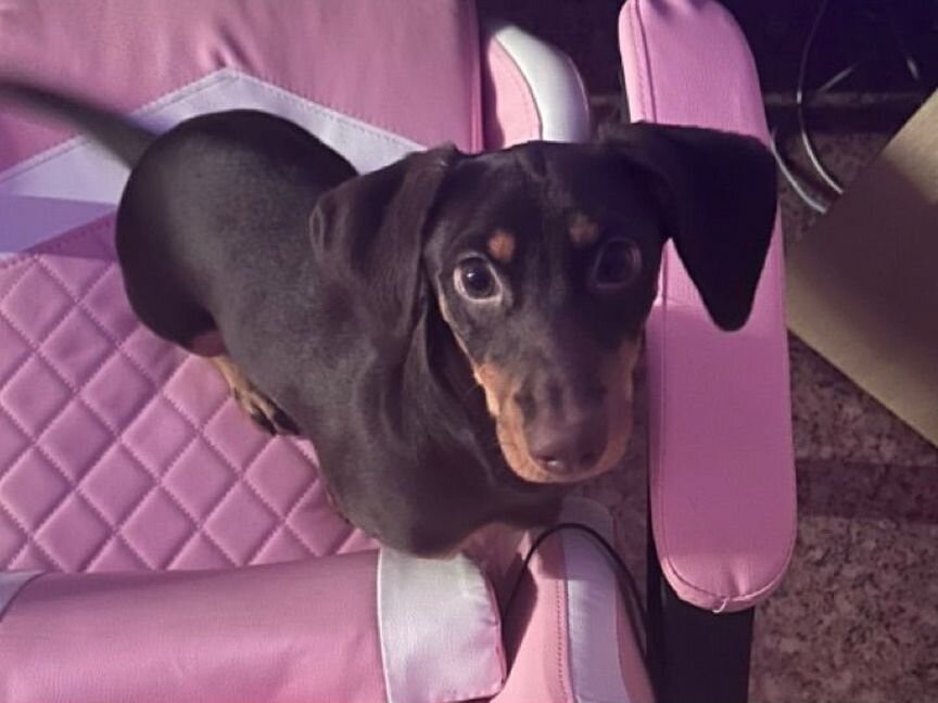 Такса в добрые руки