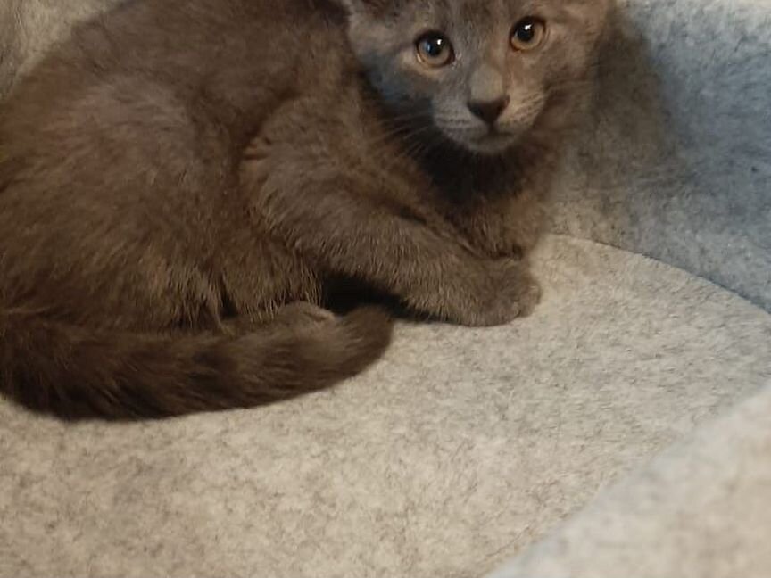 Котёнок Милли в добрые руки