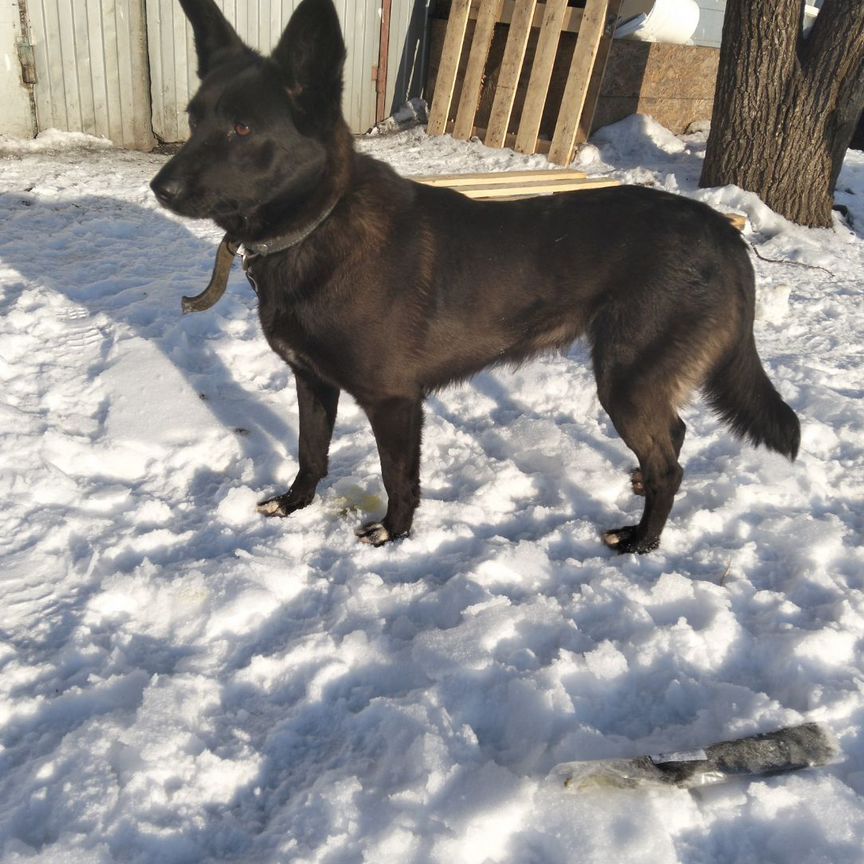 Собака на охрану