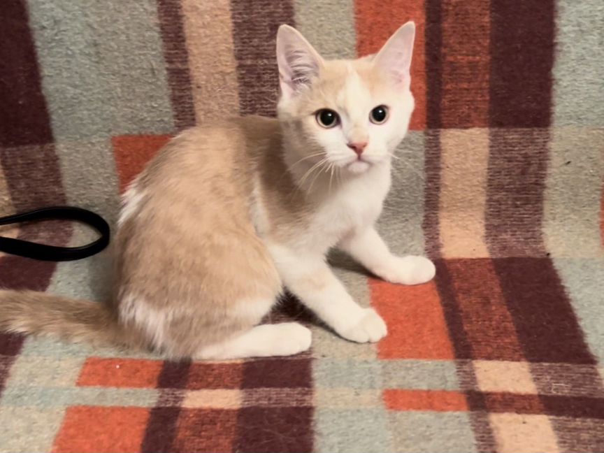 Котенок Чижик, 5 мес