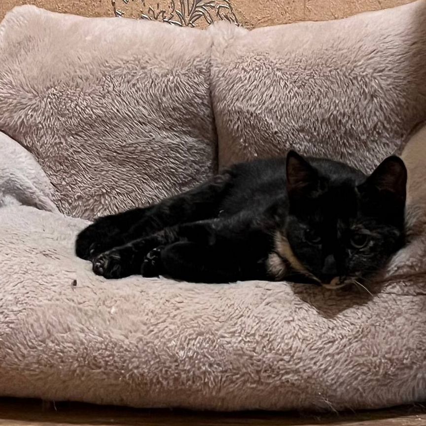 Взрослая, Девочка кошка в добрые руки