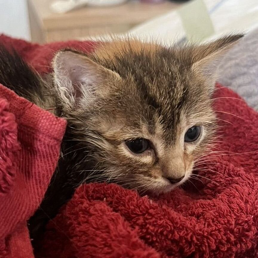 Котёнок в добрые руки