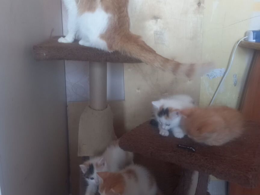 Кошечка с котятами, ищут мама и папа
