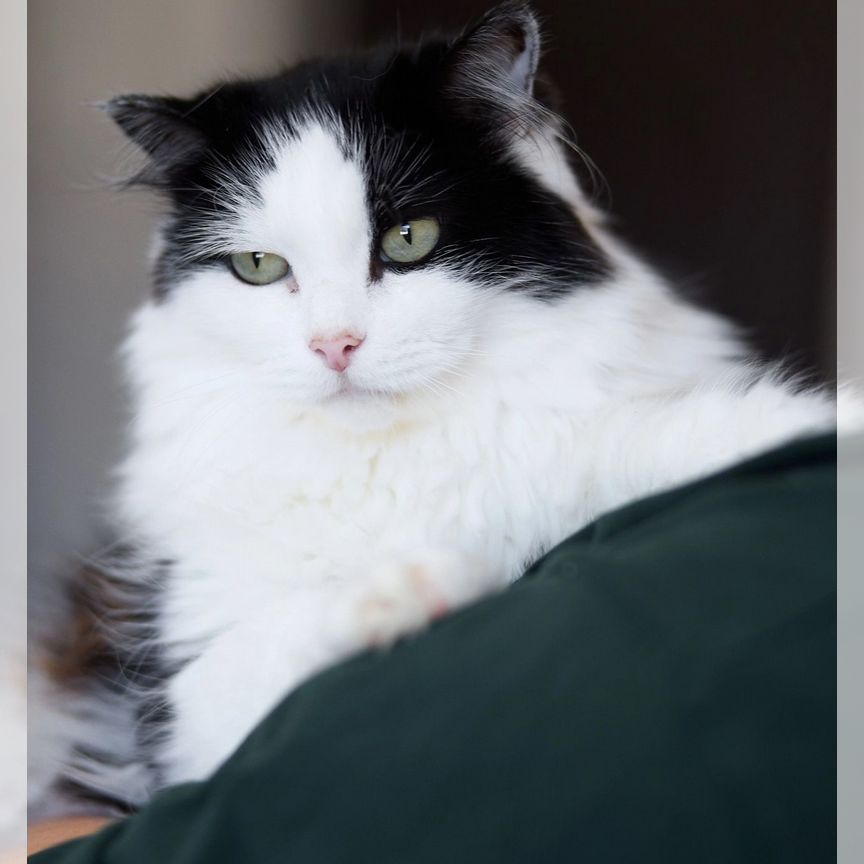 Добрый котик Котоша ищет дом