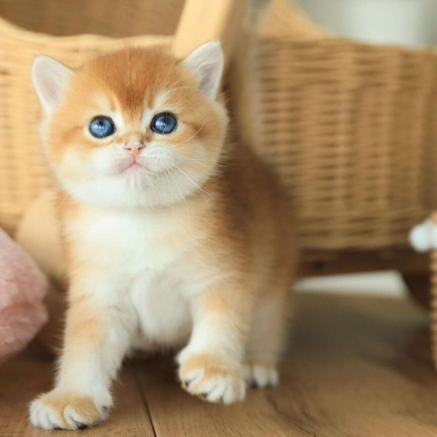 Британский короткошёрстный котёнок