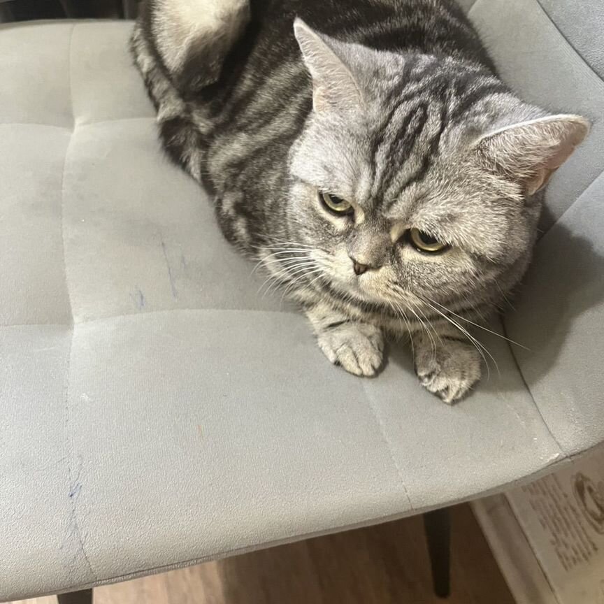 Кошка в добрые руки