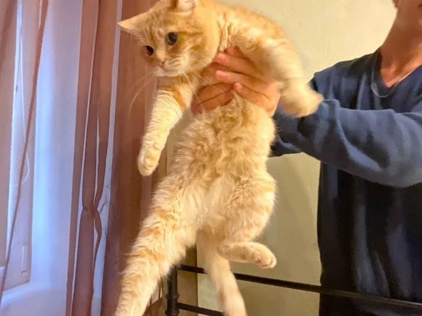 Рыжий котик в добрые руки