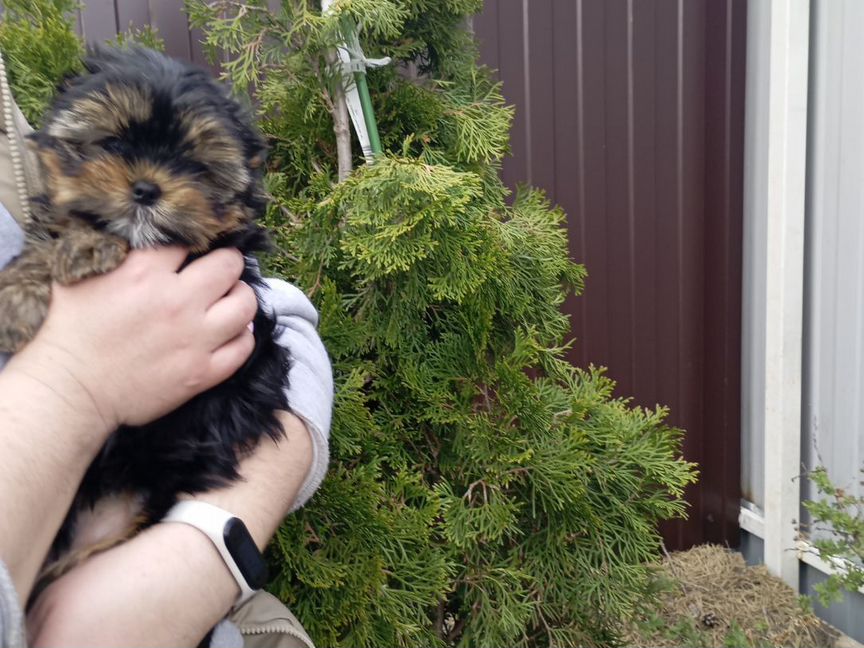 Высокопородные щенки йоркширского терьера