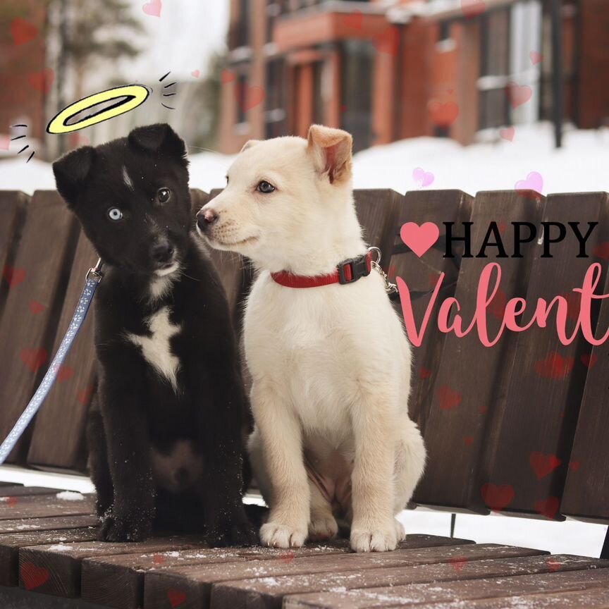 Щенок мальчик и девочка в добрые руки