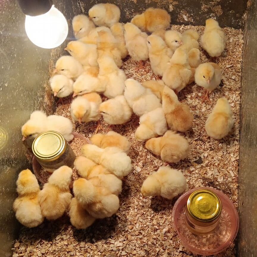 Цыплята мини мясная палевая