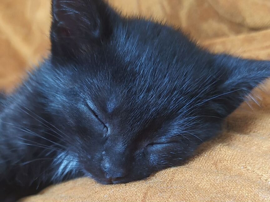Котёнок девочка в добрые руки