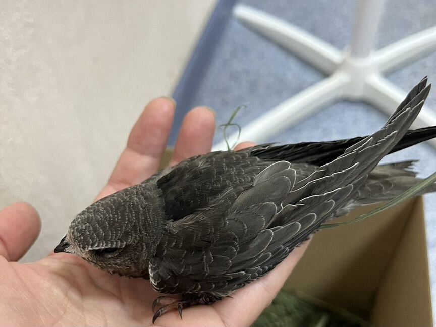 Птенец стрижа