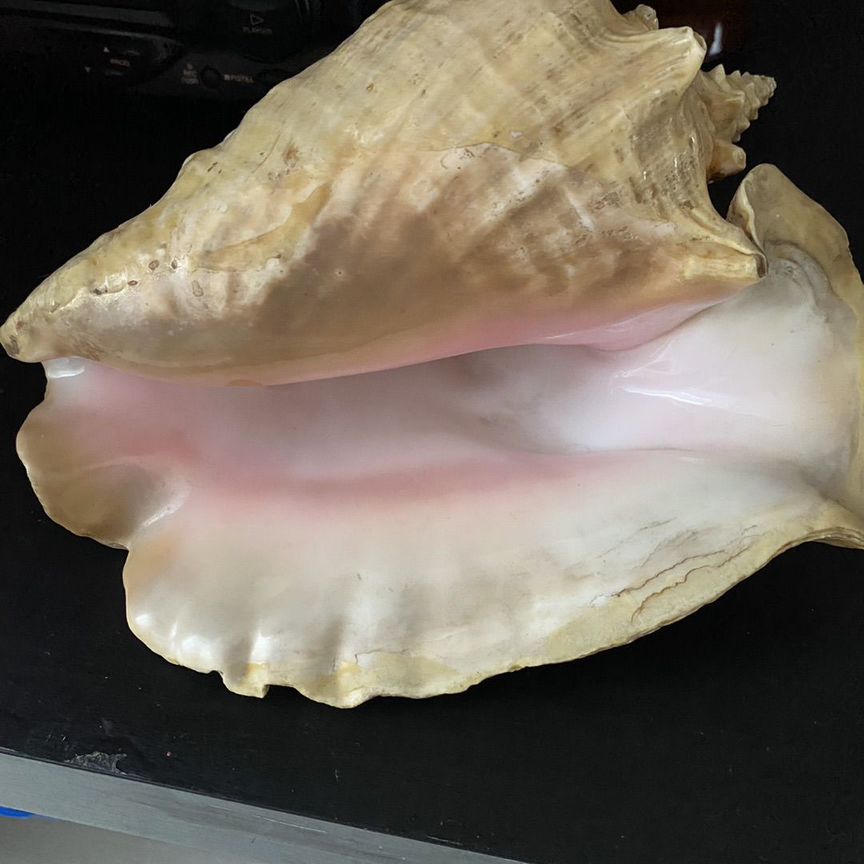 Большая ракушка рапан