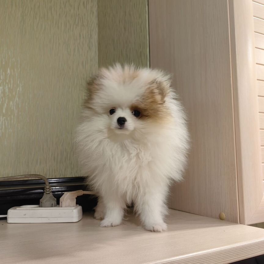 Немецкий шпиц