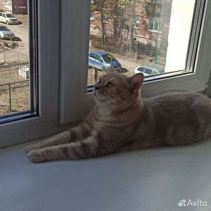 Отдам кошку породы шотландская прямоухая