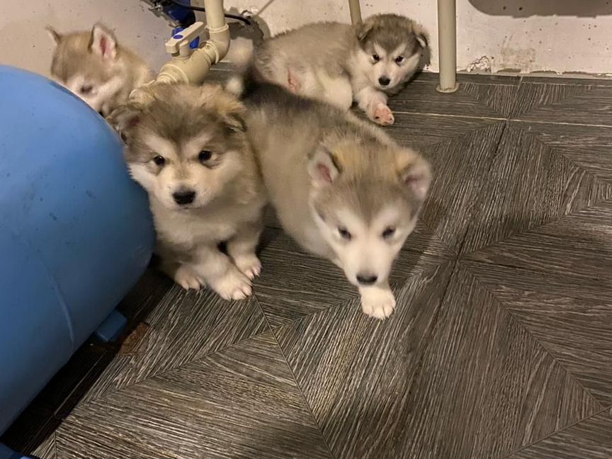 Аляскинский маламут щенки