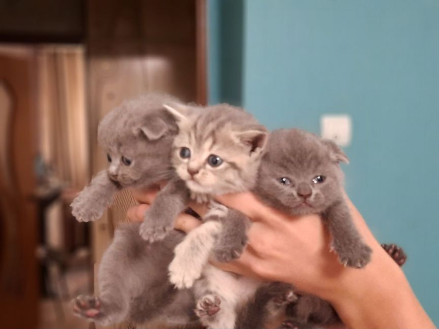 Домашние животные кошки