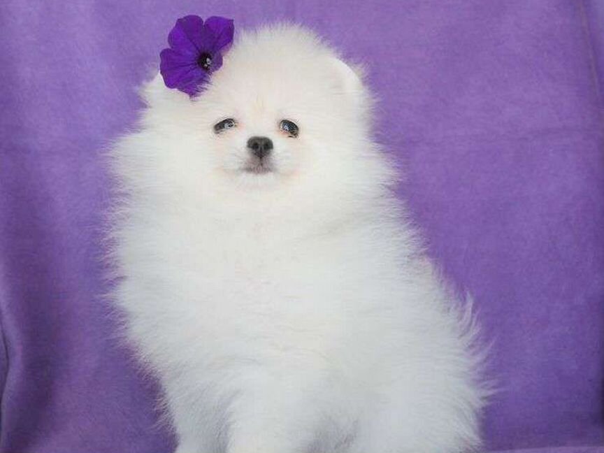 Шпиц помераночки, девочки красотули