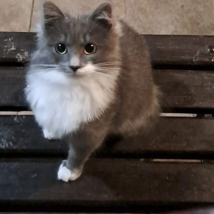 Котёнок в добрые руки