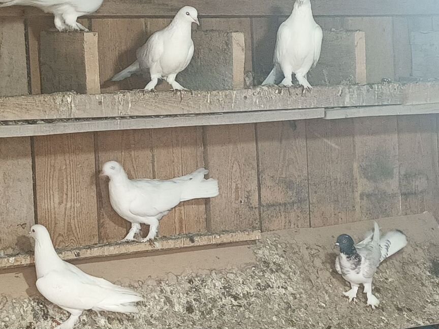 Голуби бакинские широкохвостые