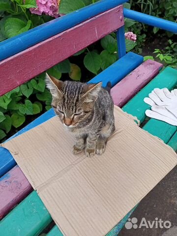 Полосатый мурлыка в дар