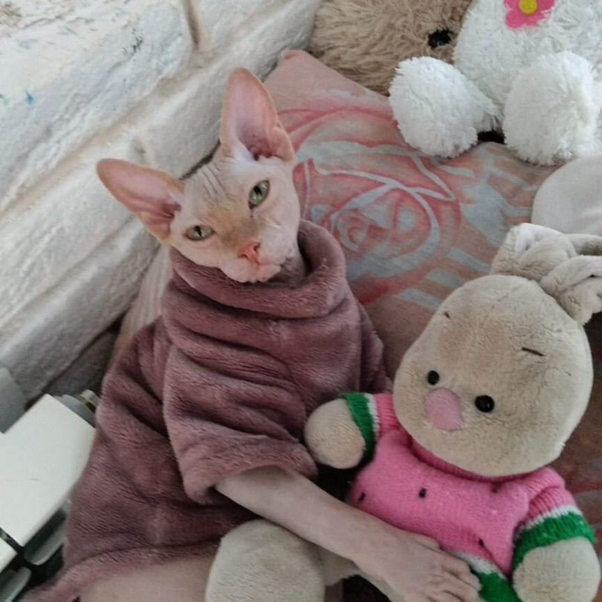 Кот сфинкс 8 мес