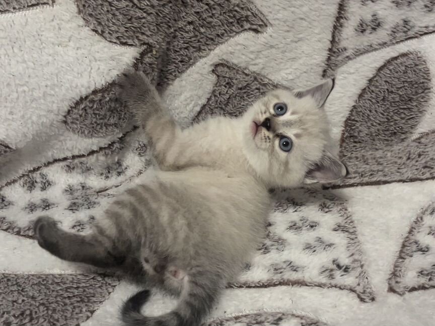 Тайские котята