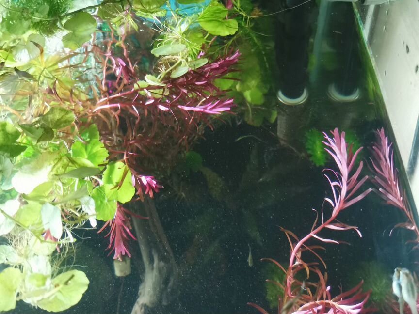 Аквариумные растения прополка