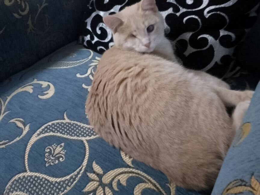 Кошка