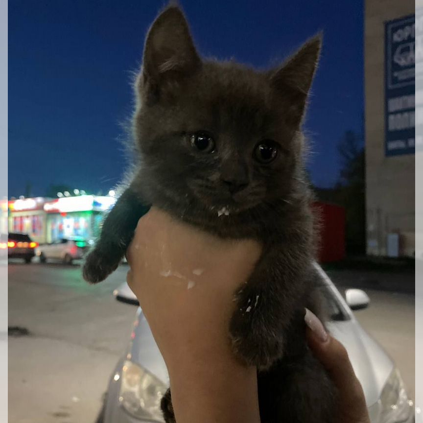Котенок даром в добрые руки дымчатый