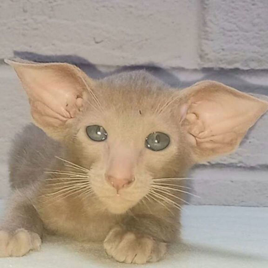 Ориентальный котенок