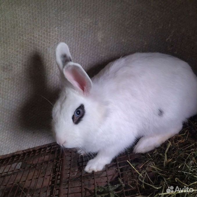 Декоративный кролик, самец