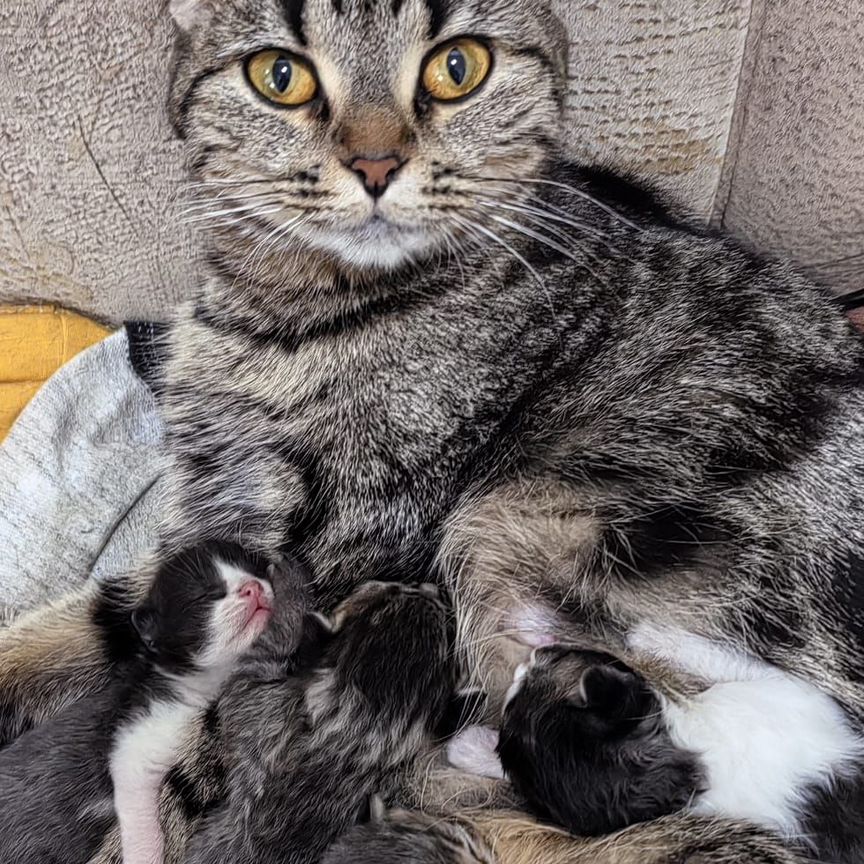 Продаются котята