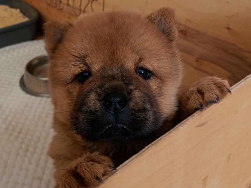 Смуфик девочка