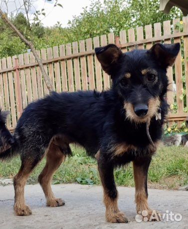 Маленький ласковый пёсик ищет дом