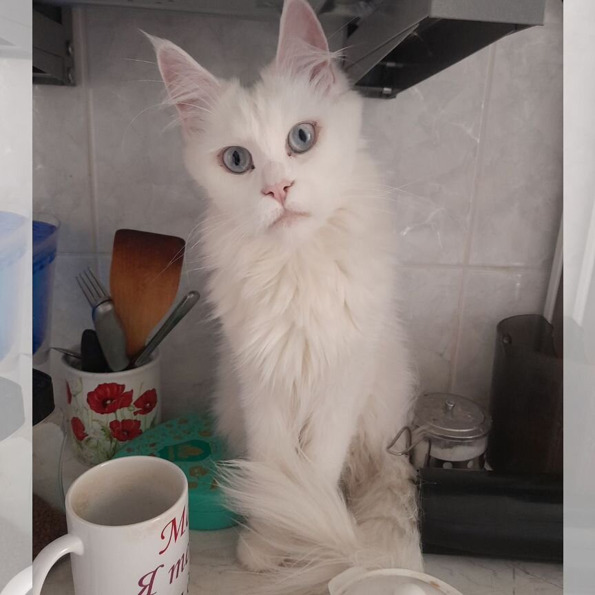 Кошка мейн-кун
