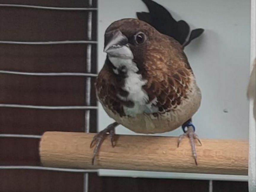 Японская амадина